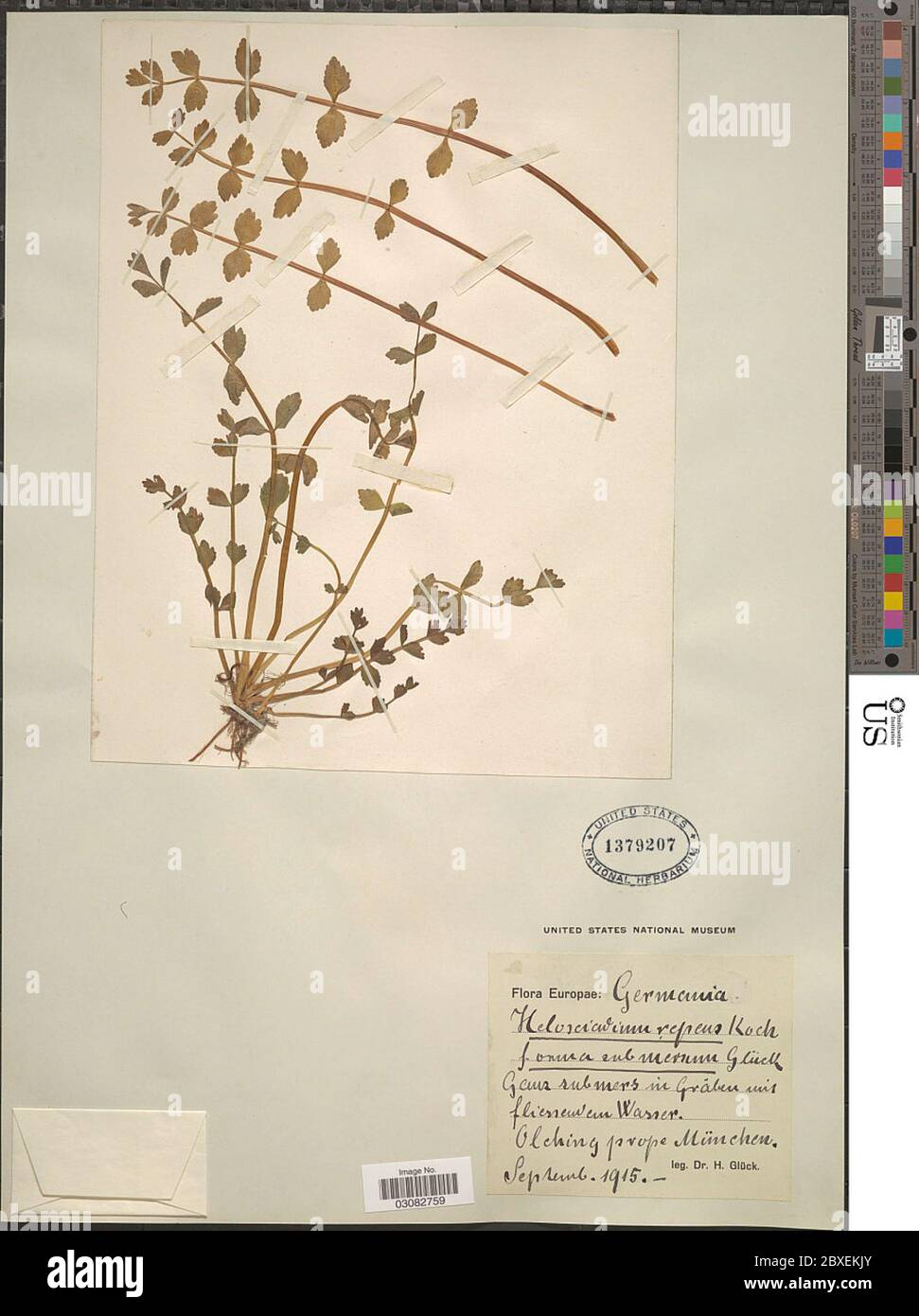 Apium repens Jacq Lag Apium repens Jacq Lag Stock Photo - Alamy