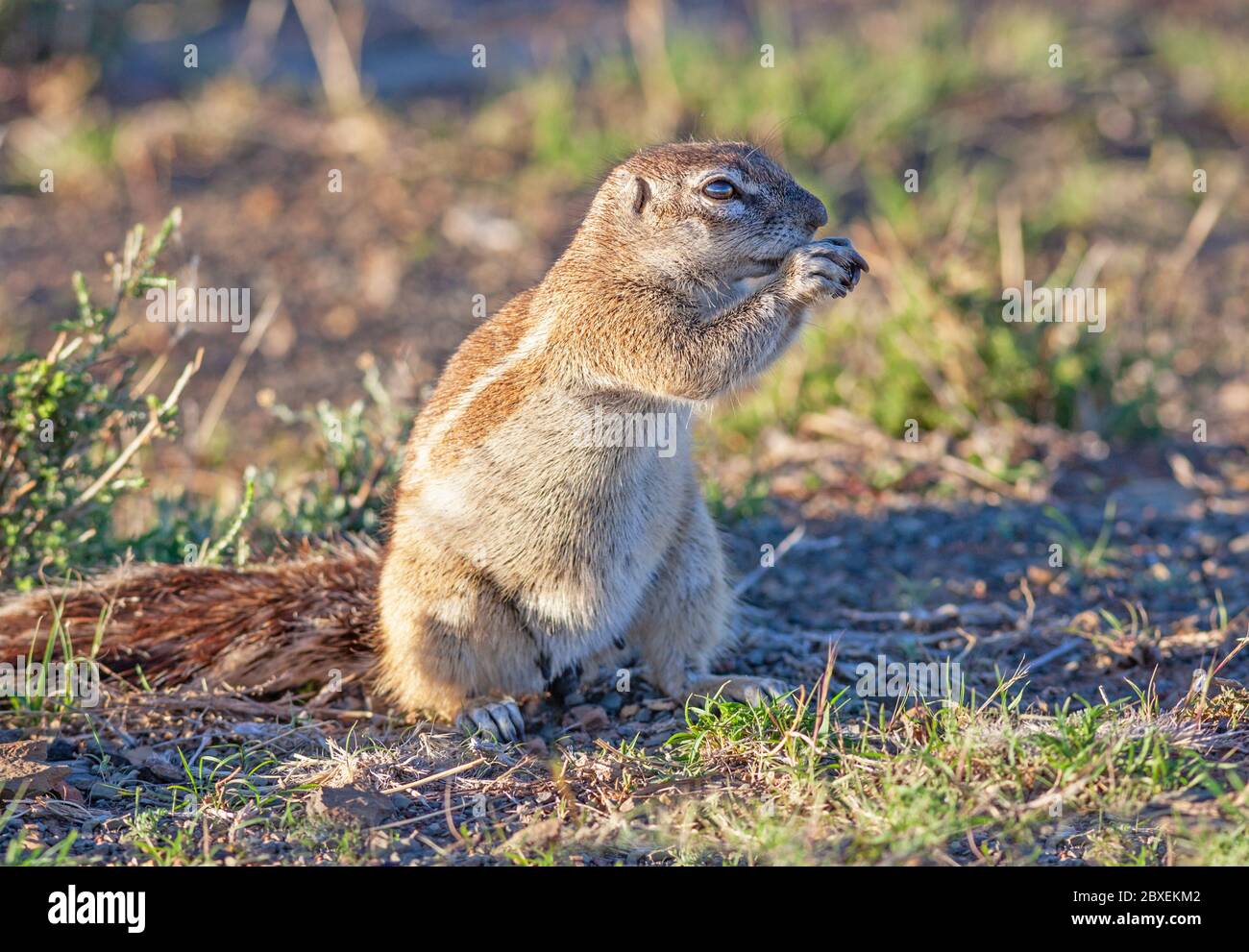 The Ground Squirrel (Xerus inauris) is found in most of the drier parts ...