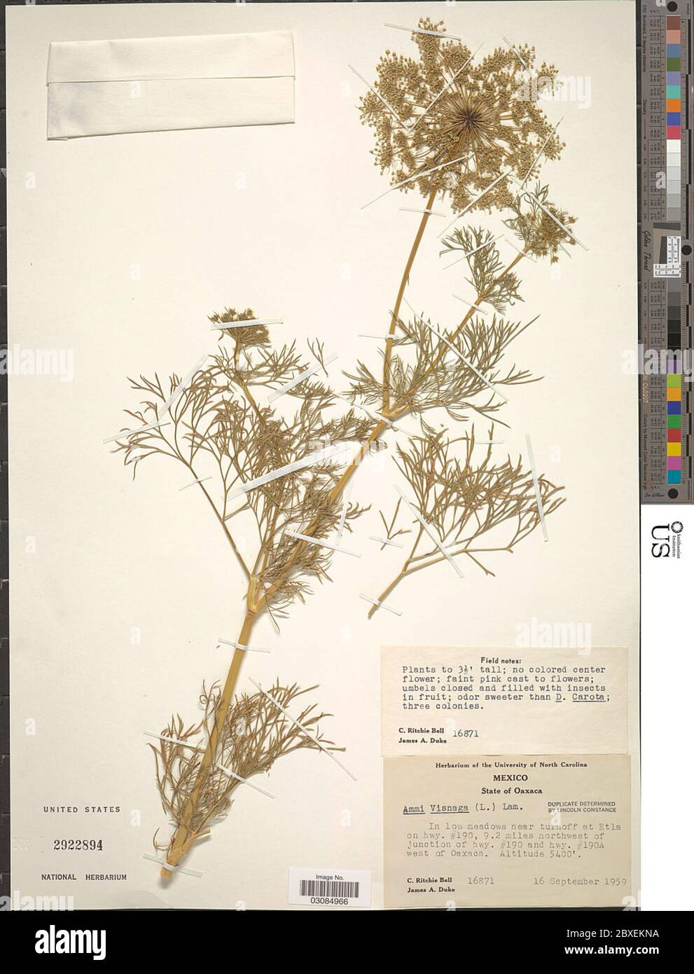 Ammi visnaga L Lam Ammi visnaga L Lam Stock Photo - Alamy