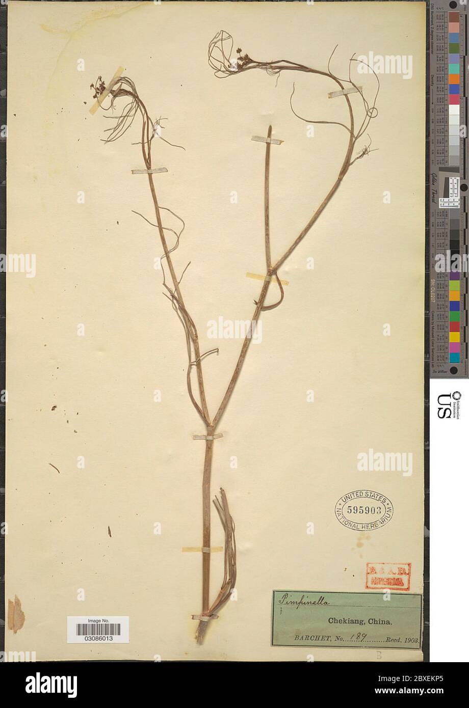 Pimpinella sp hi-res stock photography and images - Alamy