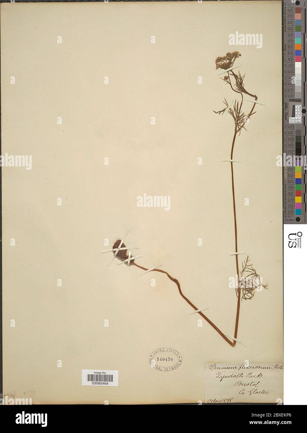 Bunium flexuosum With Bunium flexuosum With Stock Photo - Alamy