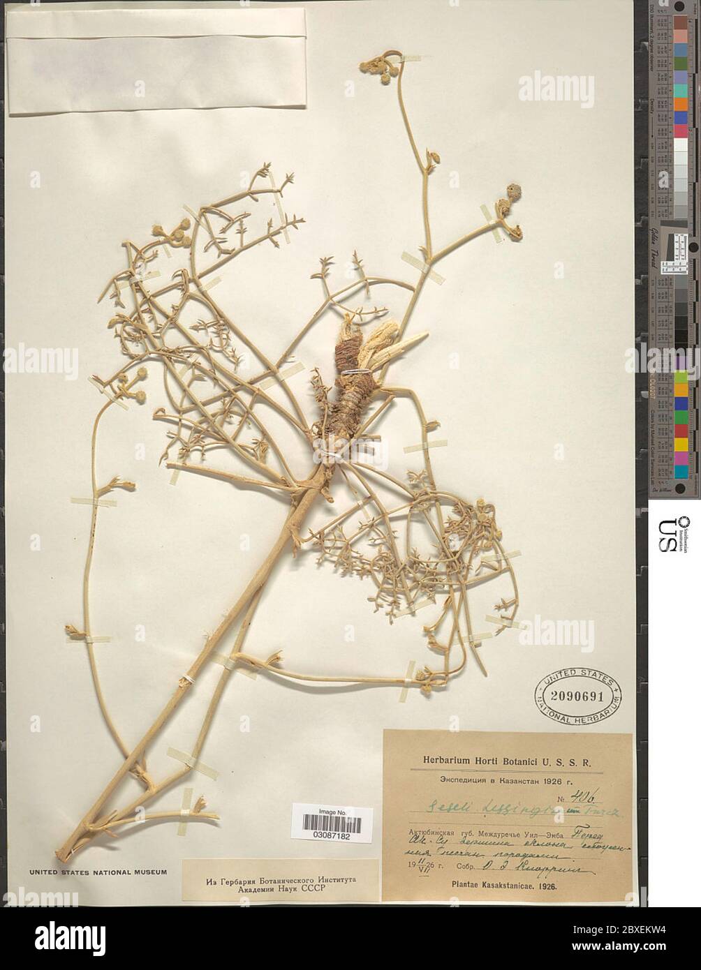 Seseli lessingianum Turcz Seseli lessingianum Turcz Stock Photo - Alamy