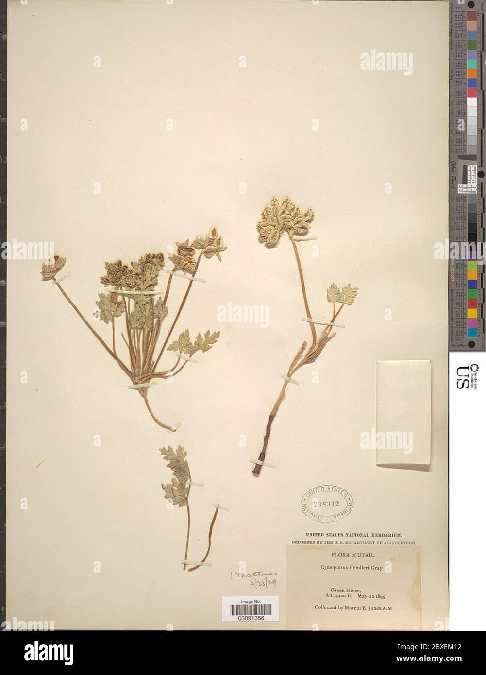 Cymopterus fendleri A Gray Cymopterus fendleri A Gray Stock Photo - Alamy