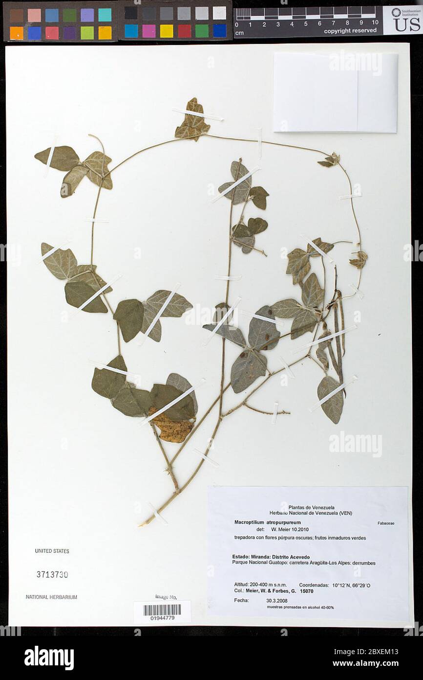 Macroptilium atropurpureum Moc Sess ex DC Urb Macroptilium ...