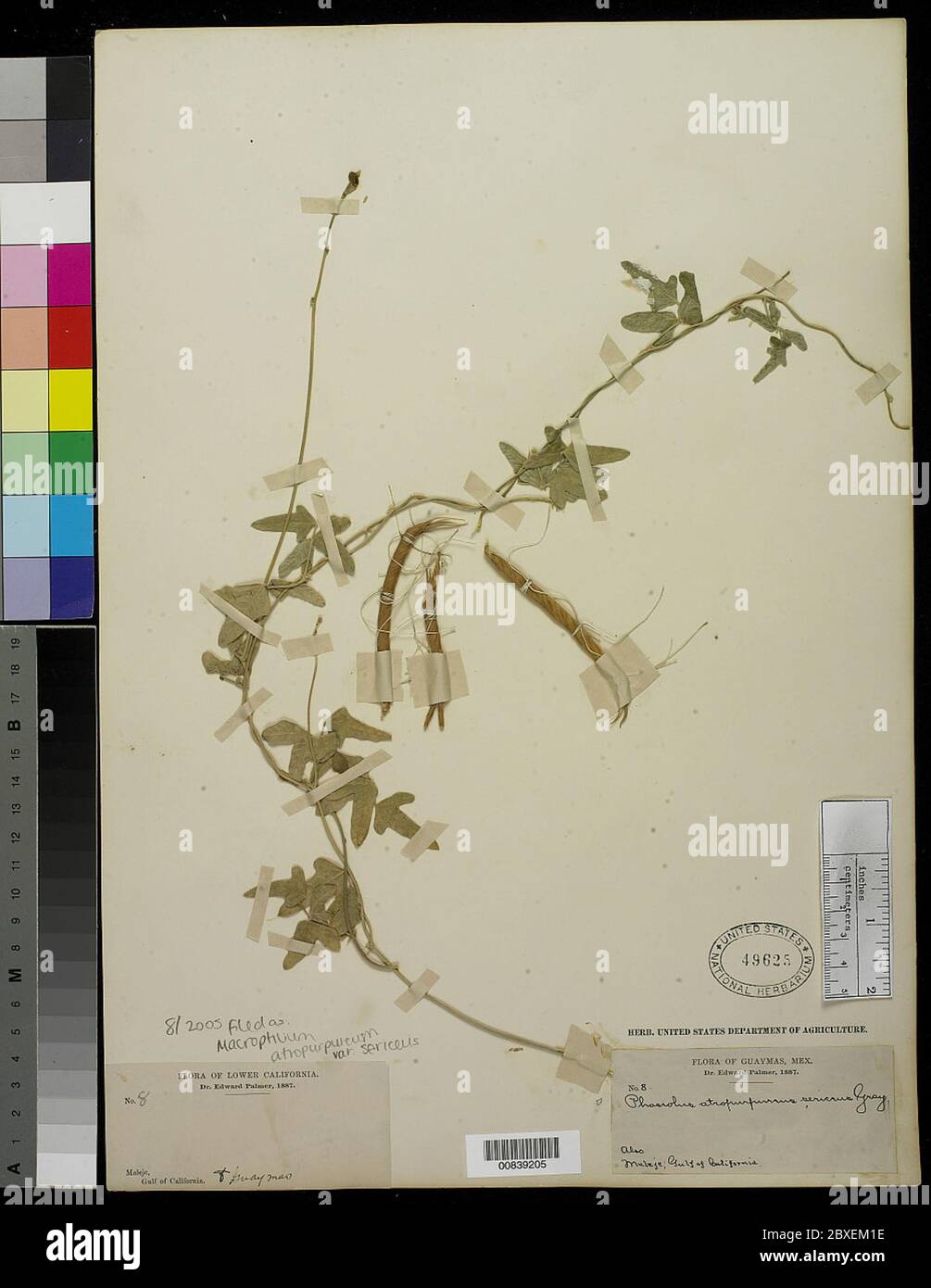 Macroptilium atropurpureum var sericeus Moc Sess ex DC Urb Macroptilium ...