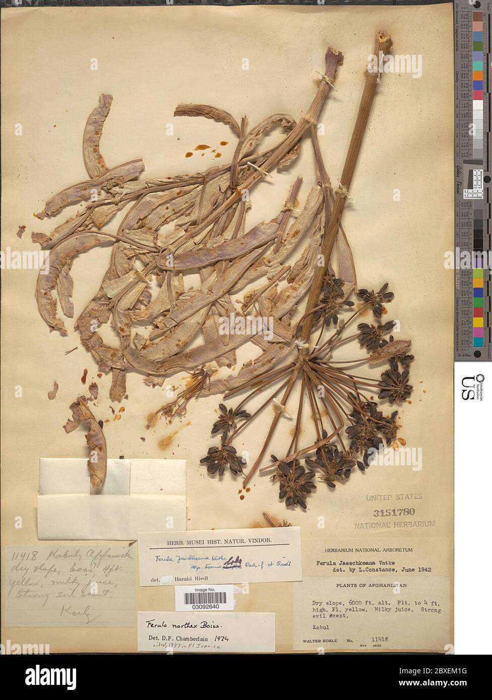 Ferula narthex Boiss Ferula narthex Boiss Stock Photo - Alamy
