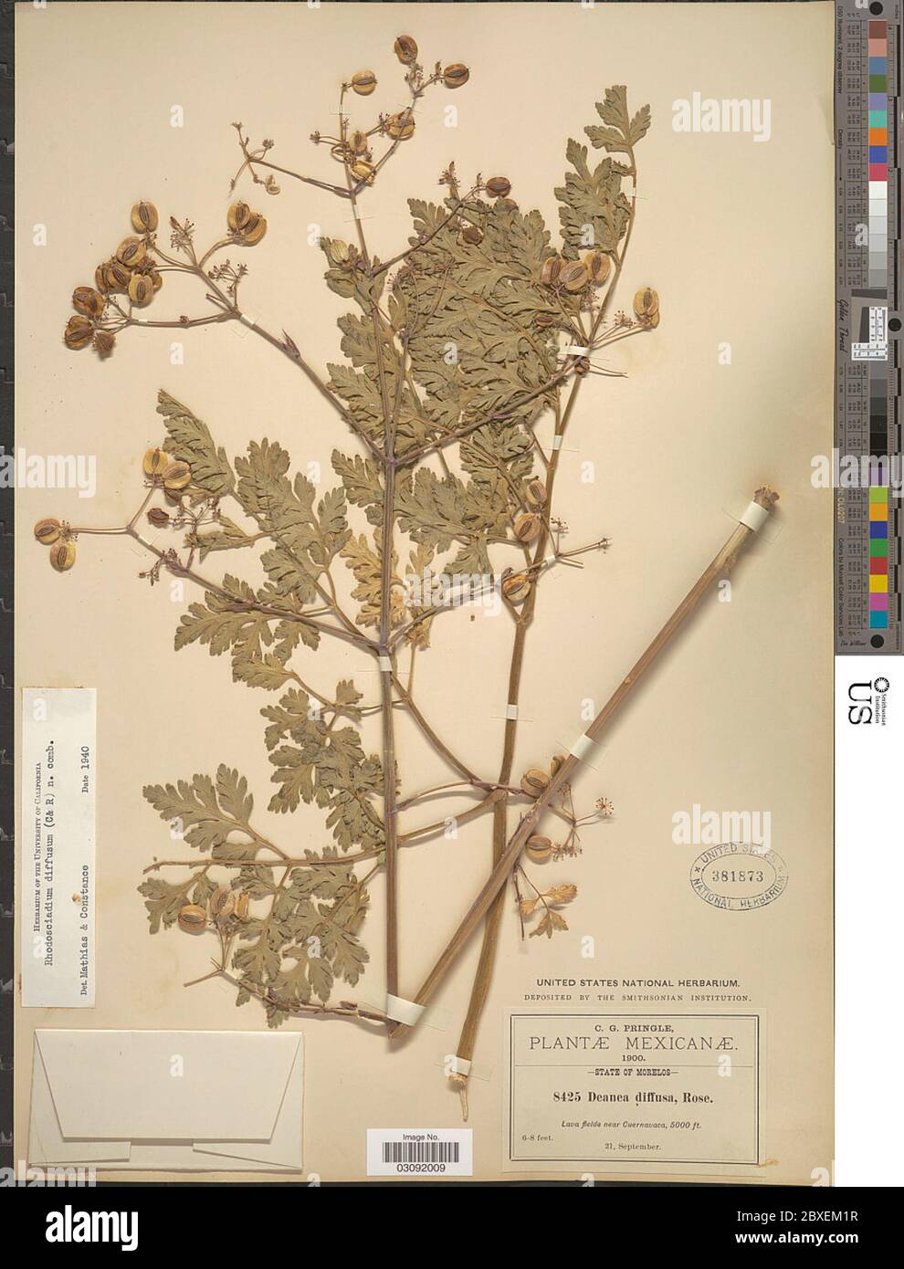 Rhodosciadium diffusum JM Coult Rose Mathias Constance Rhodosciadium ...