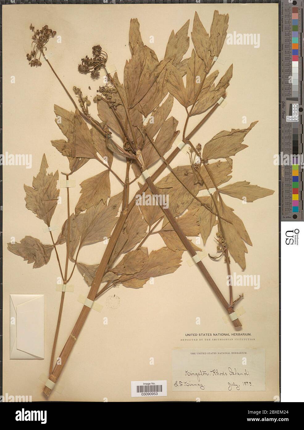 Levisticum sp hi-res stock photography and images - Alamy