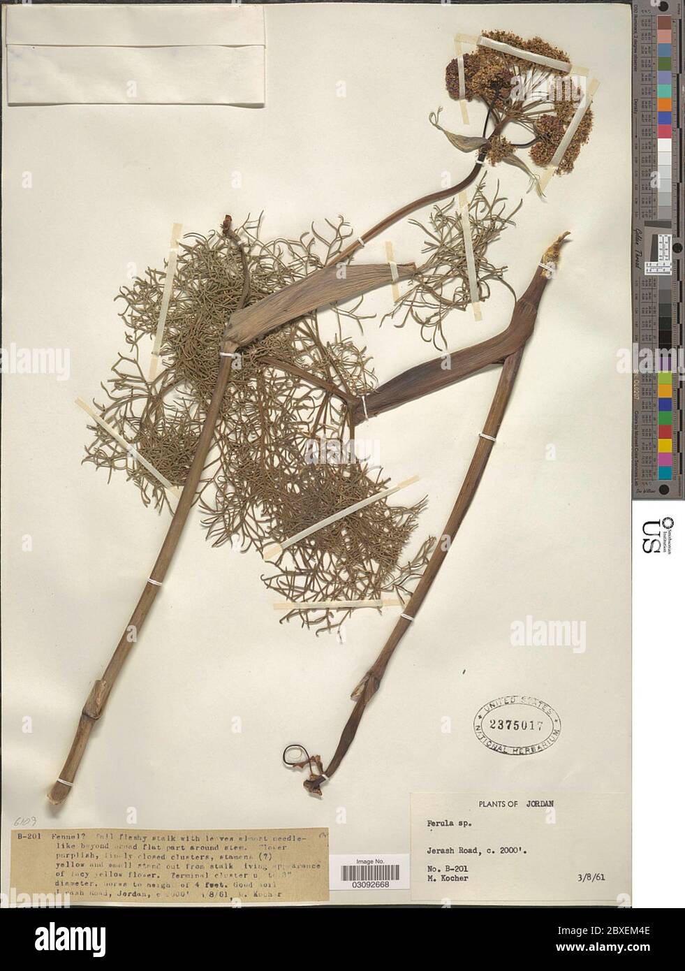 Ferula sp hi-res stock photography and images - Alamy