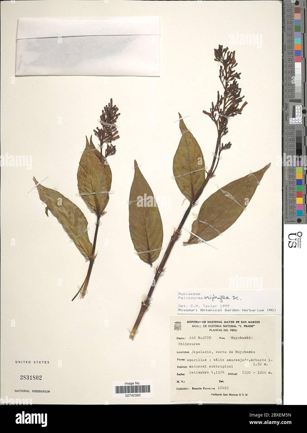 Palicourea triphylla DC Palicourea triphylla DC Stock Photo - Alamy