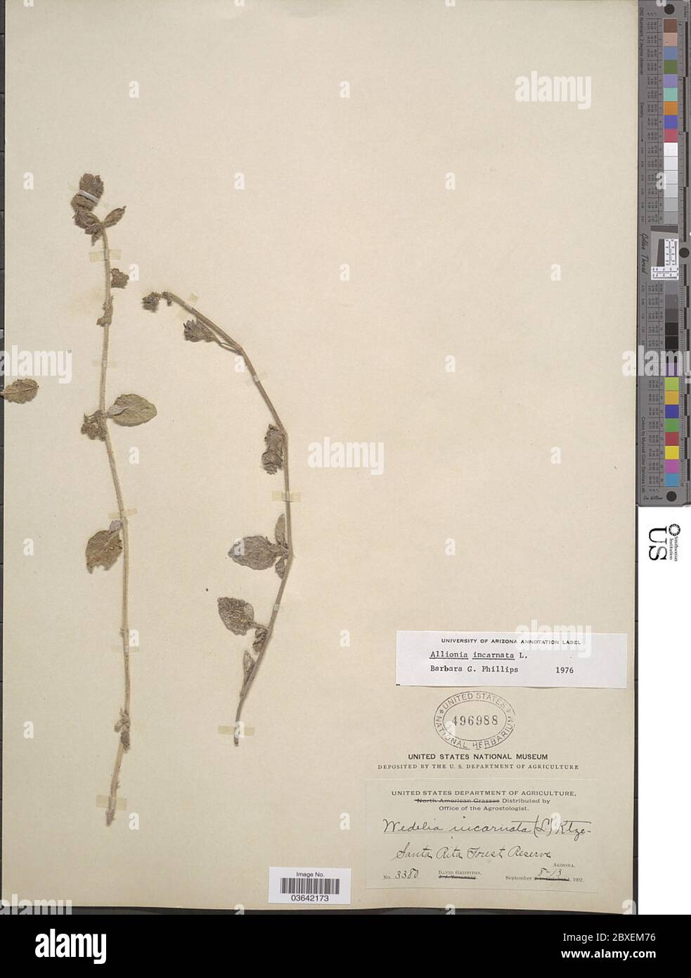 Allionia hi-res stock photography and images - Alamy