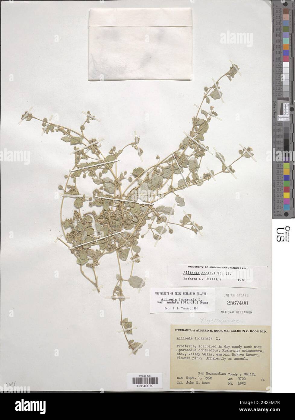 Allionia hi-res stock photography and images - Alamy