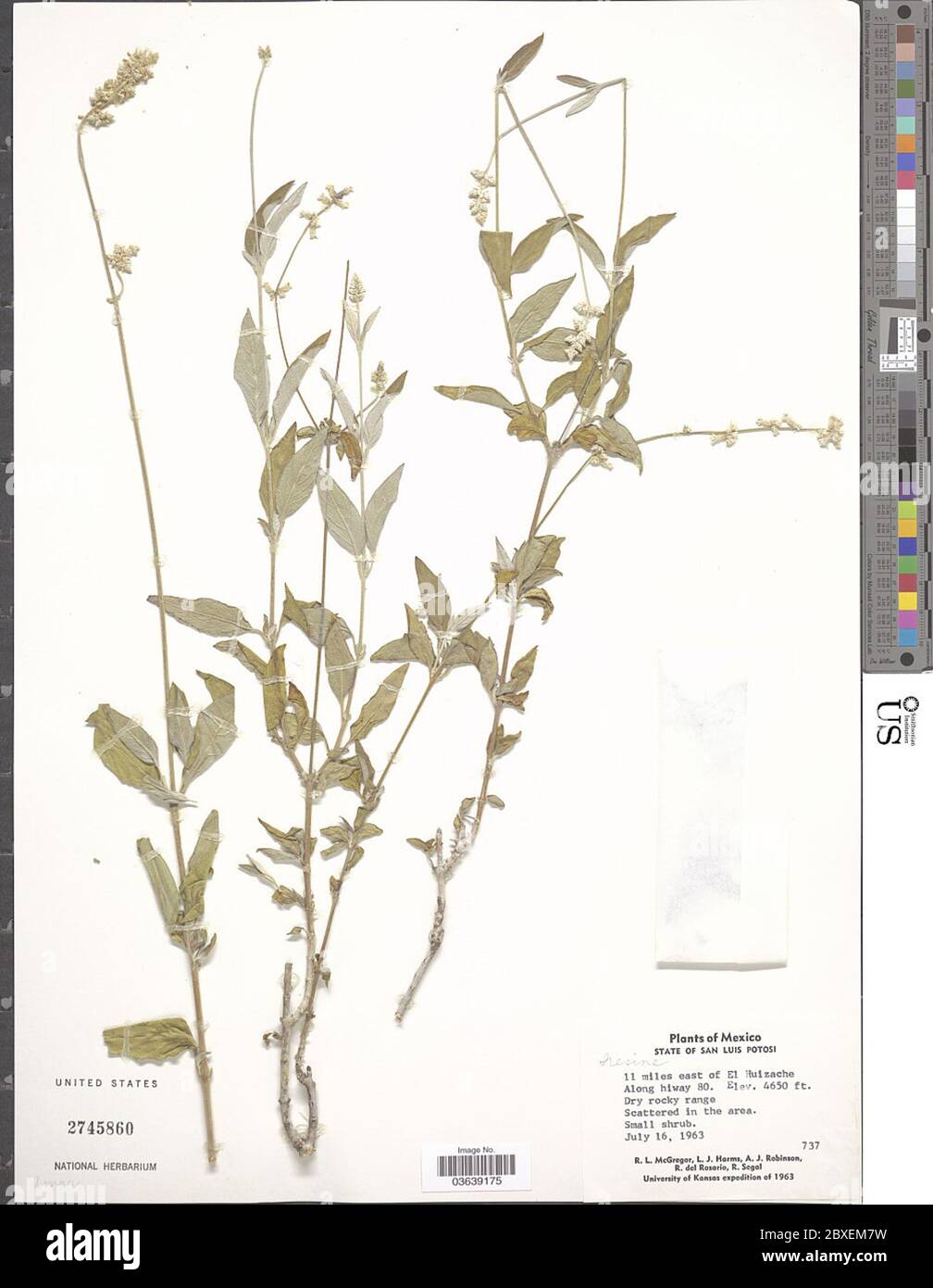 Iresine iresine sp hi-res stock photography and images - Alamy