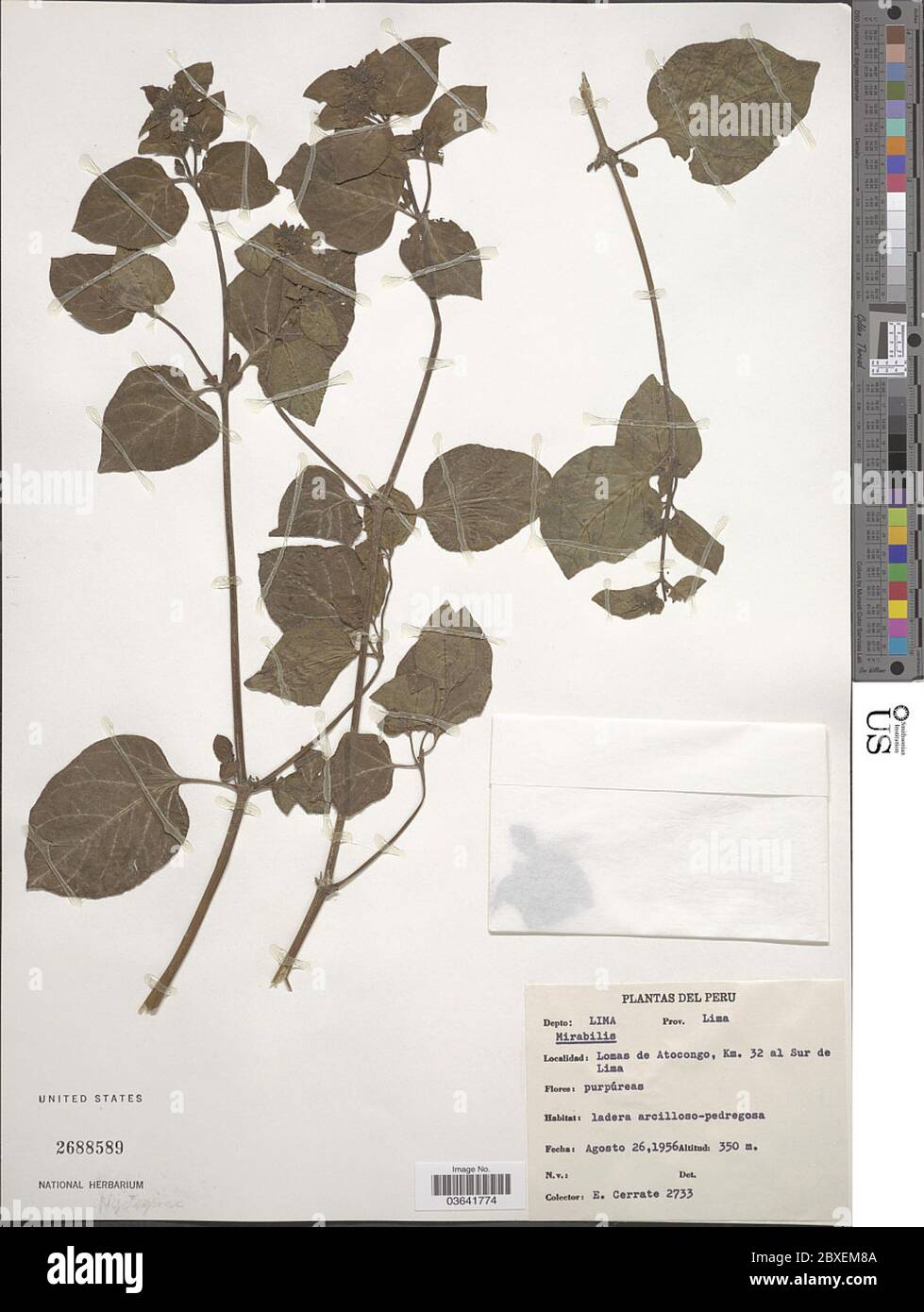 Mirabilis sp hi-res stock photography and images - Alamy