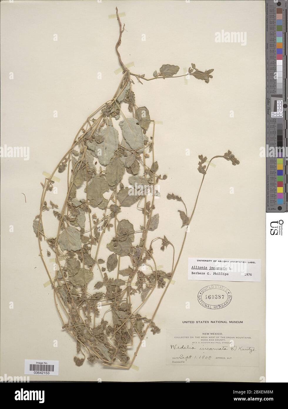 Allionia hi-res stock photography and images - Alamy