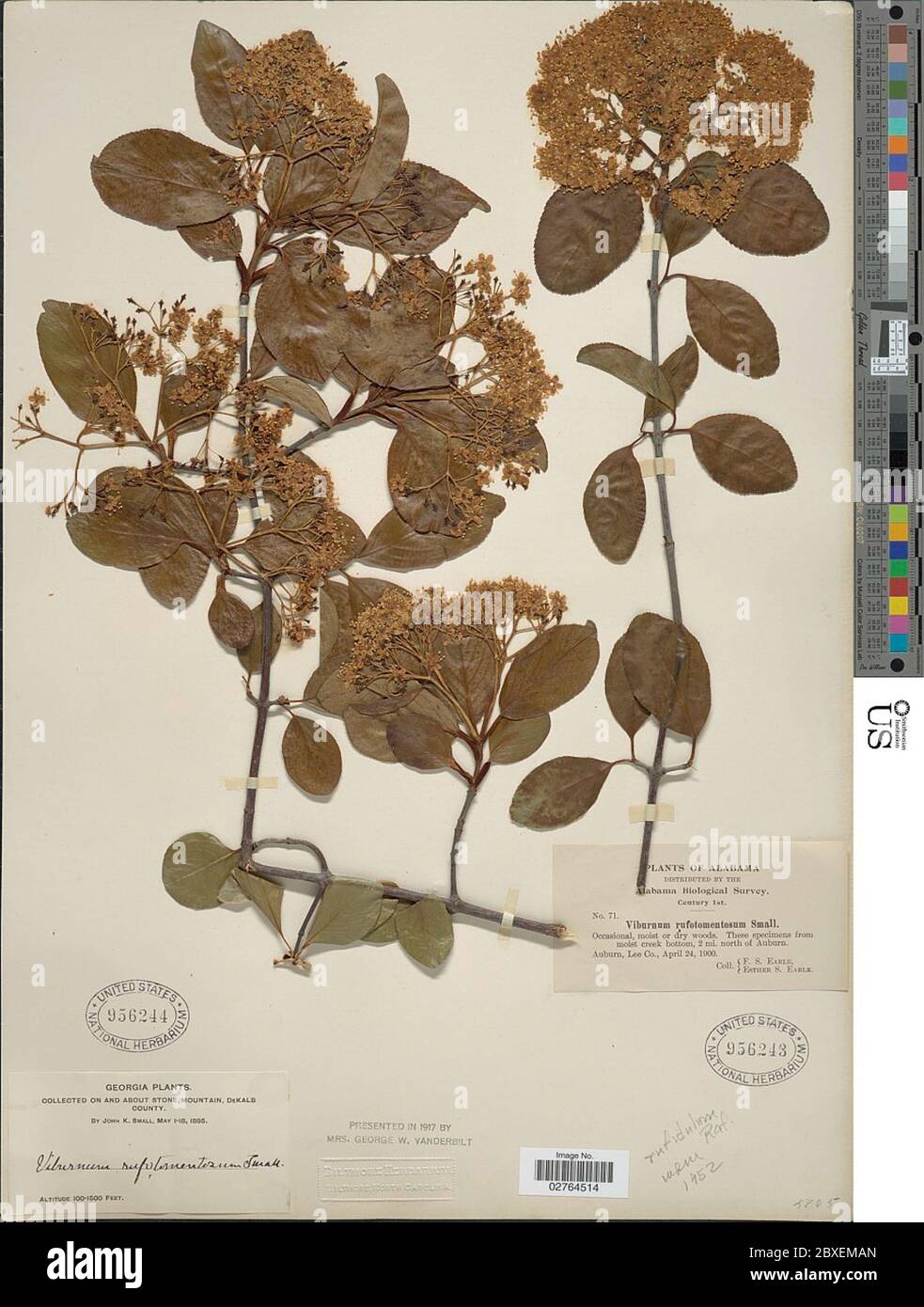 Viburnum rufidulum Viburnum rufidulum Stock Photo - Alamy