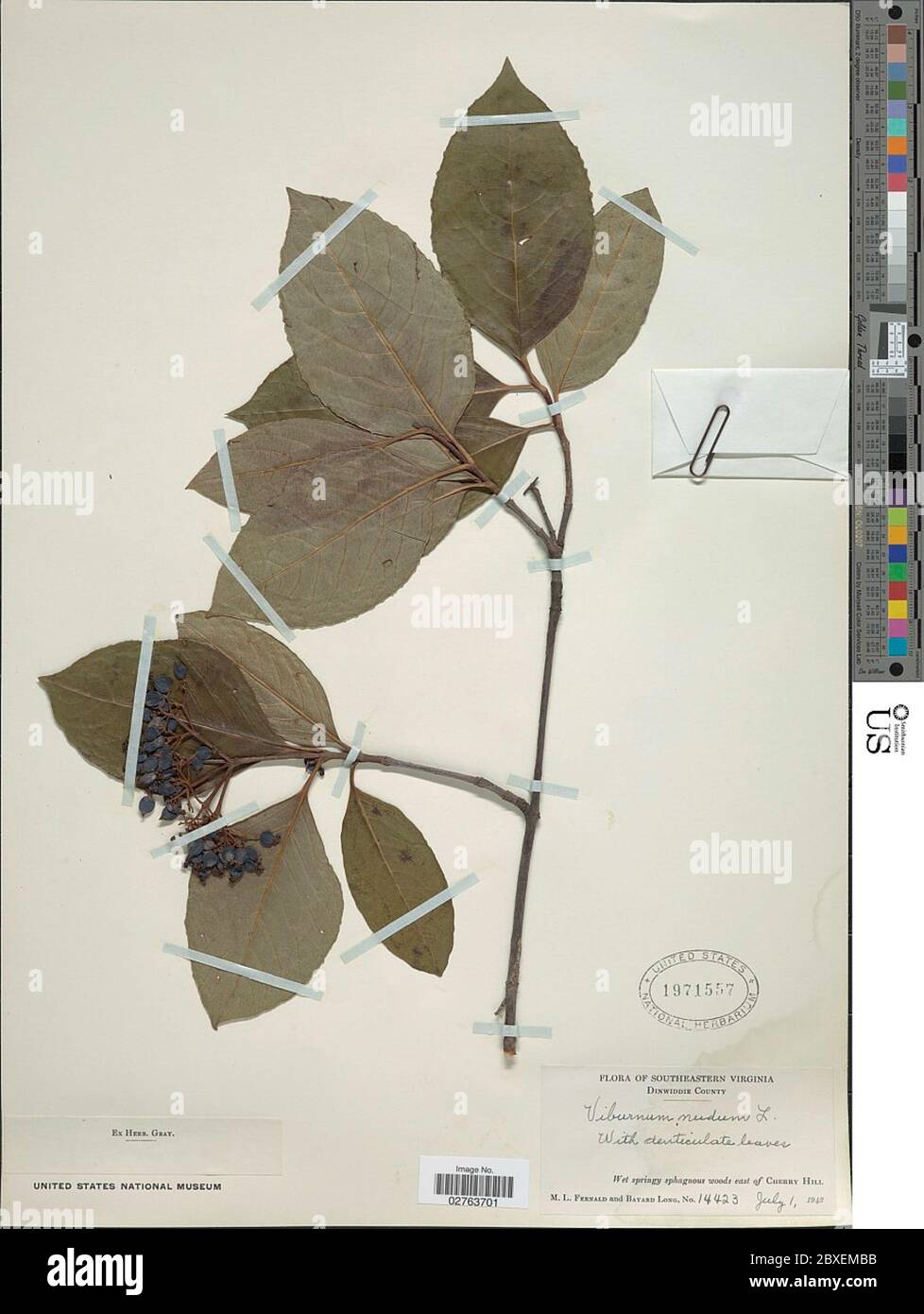 Viburnum nudum hi-res stock photography and images - Alamy
