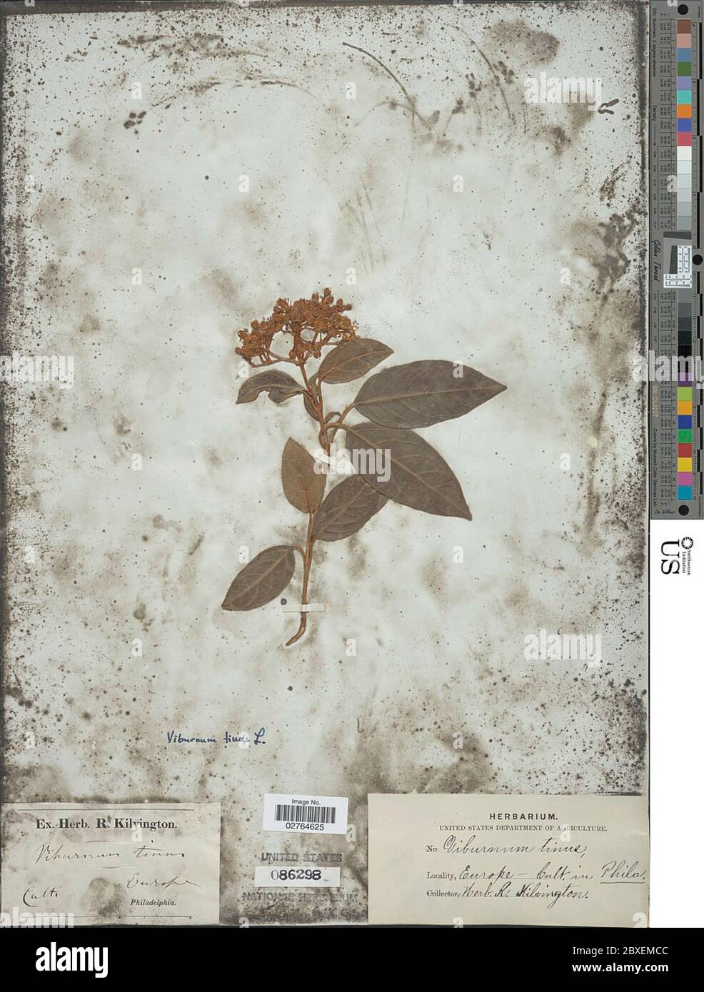 Viburnum tinus Viburnum tinus Stock Photo - Alamy