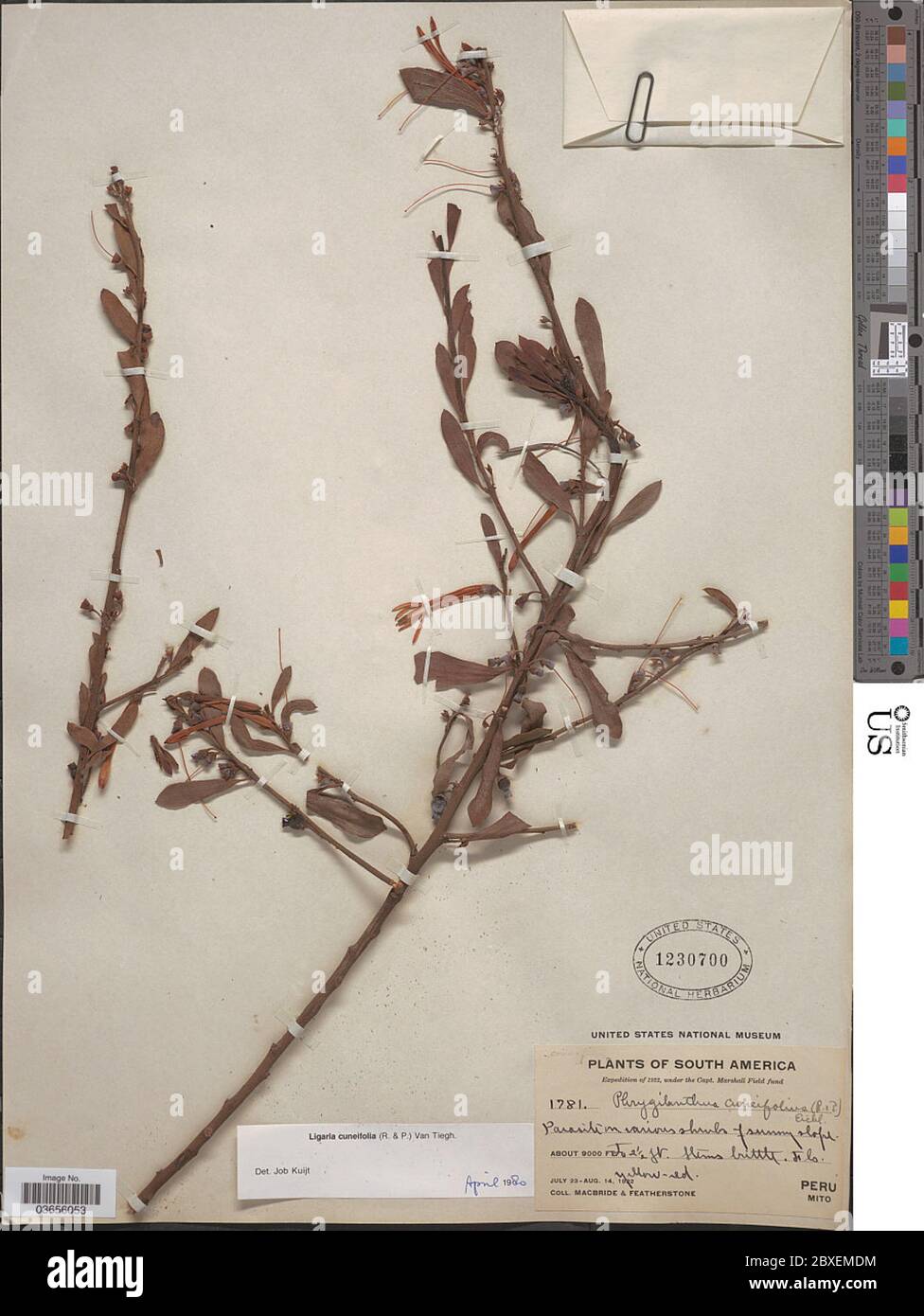 Ligaria cuneifolia Ligaria cuneifolia Stock Photo - Alamy