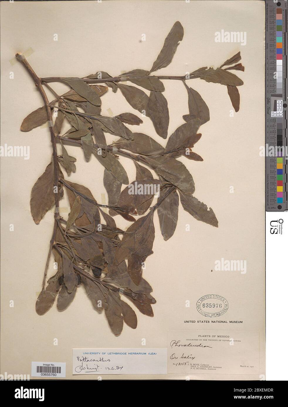 Psittacanthus sp Psittacanthus sp Stock Photo - Alamy