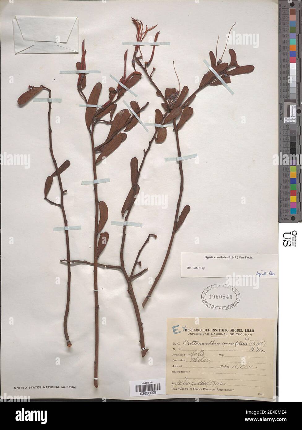 Ligaria hi-res stock photography and images - Alamy