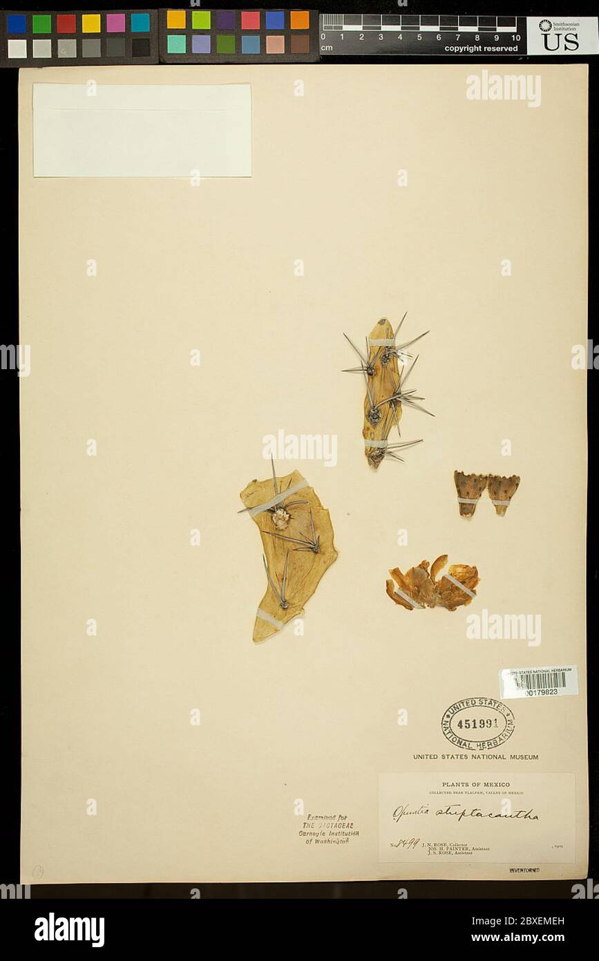 Opuntia streptacantha Opuntia streptacantha Stock Photo - Alamy