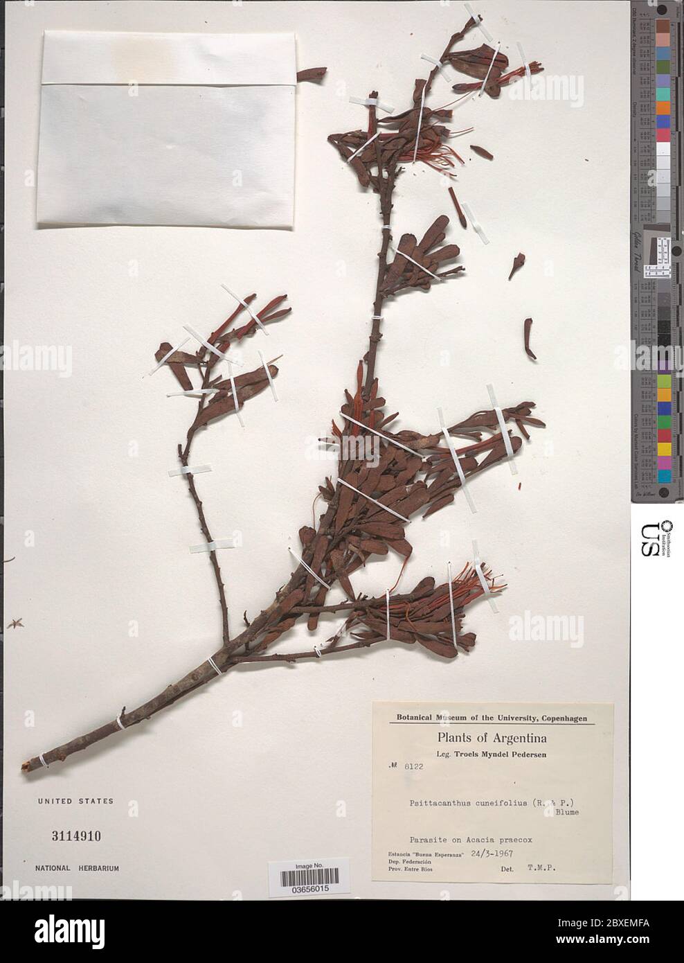 Ligaria hi-res stock photography and images - Alamy