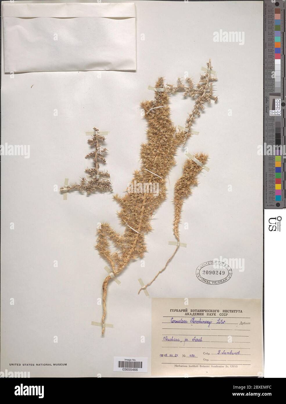 Chenopodium korshinskyi Litv Chenopodium korshinskyi Litv Stock Photo ...