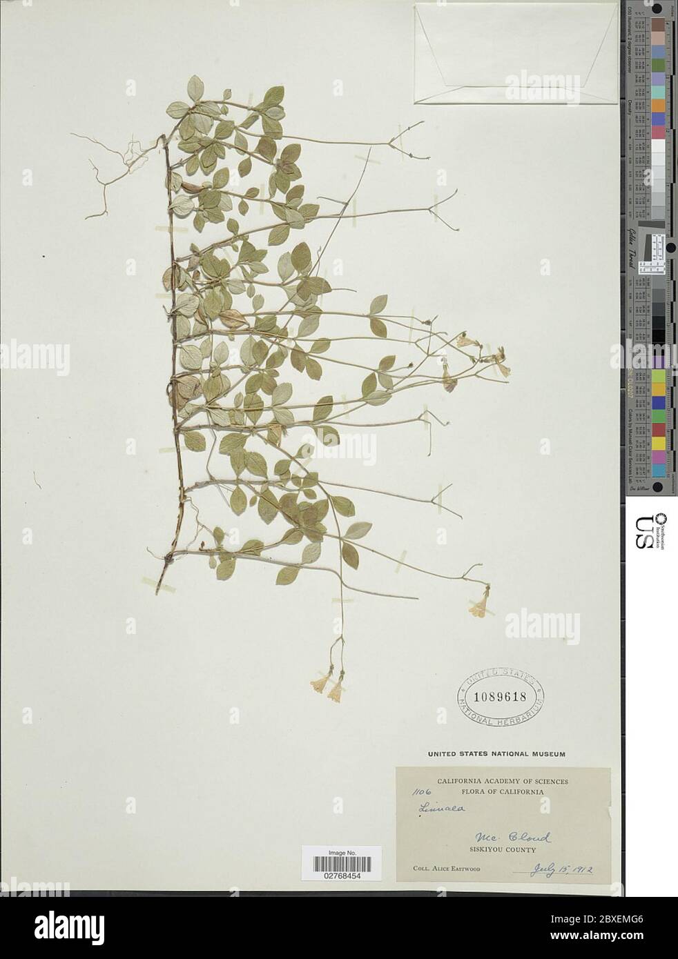 Linnaea borealis L Linnaea borealis L Stock Photo - Alamy