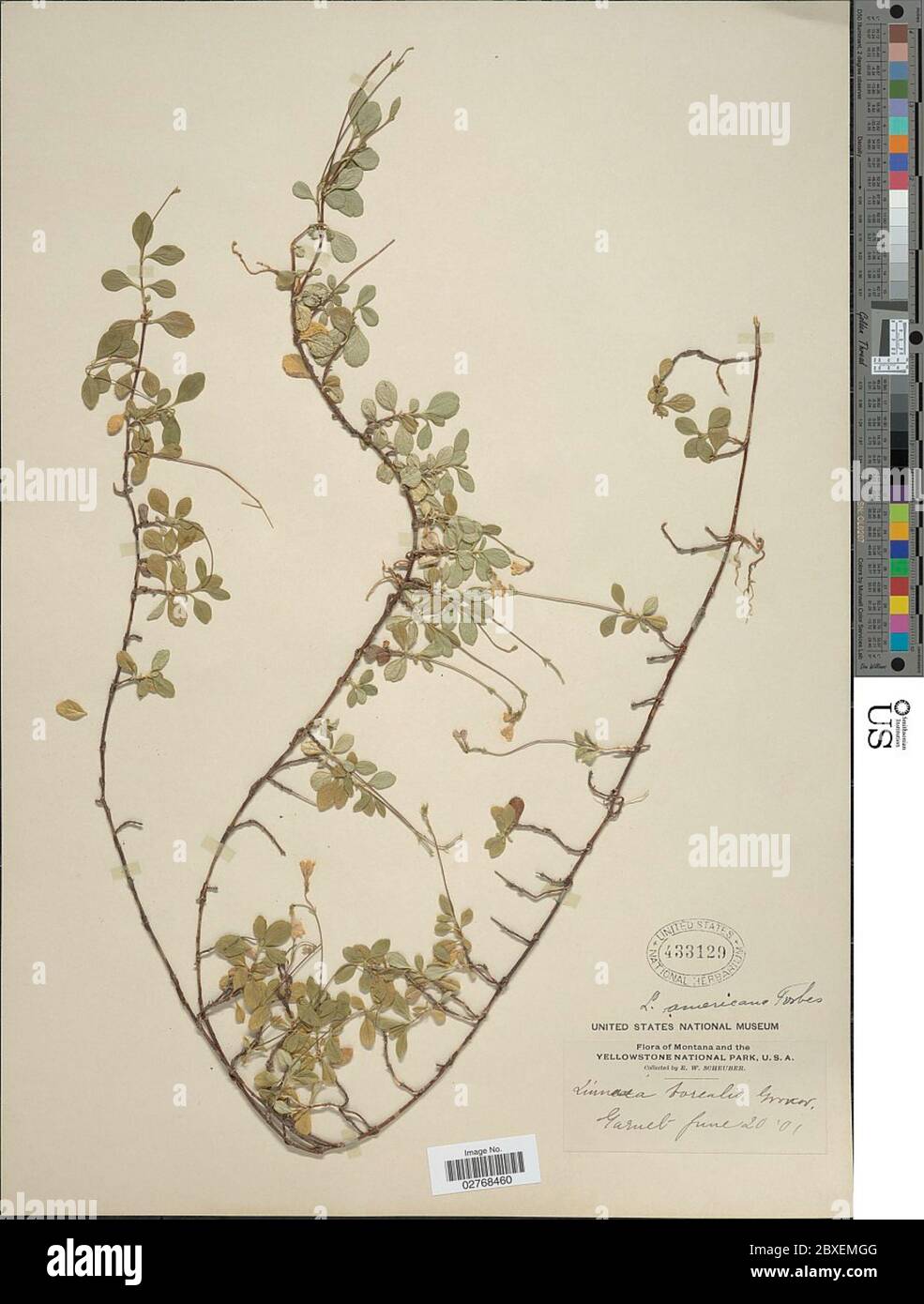 Linnaea borealis l hi-res stock photography and images - Alamy