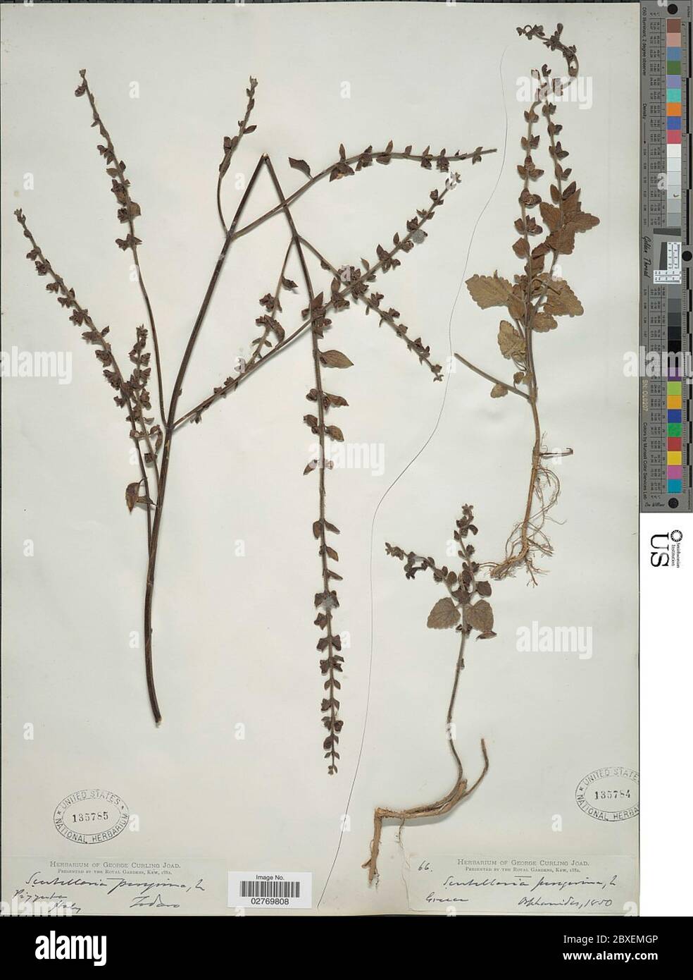 Scutellaria peregrina hi-res stock photography and images - Alamy