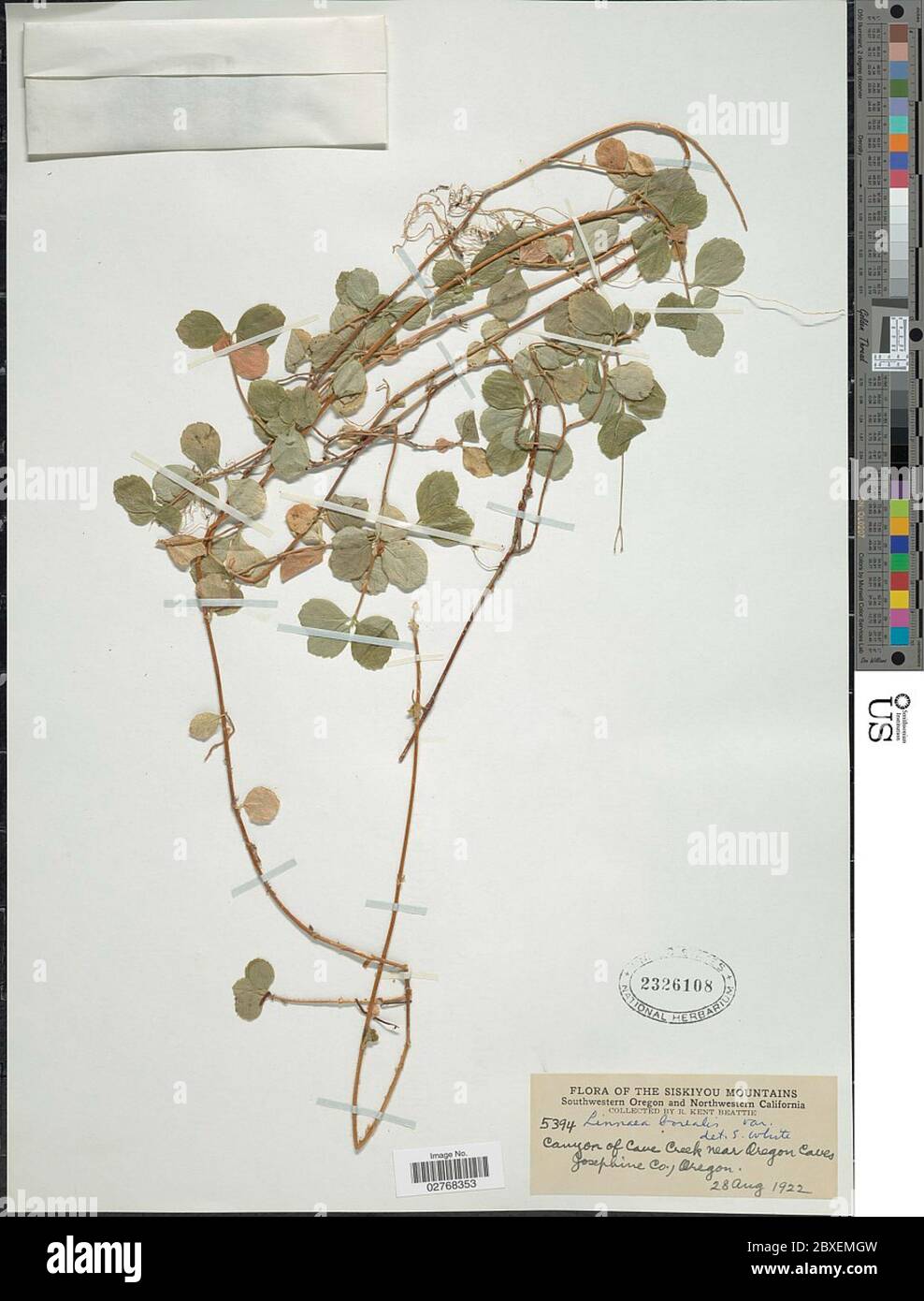 Linnaea borealis l hi-res stock photography and images - Alamy