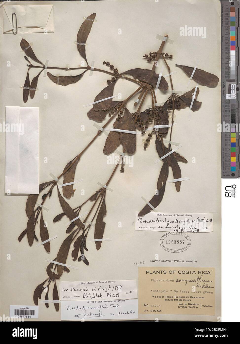 Phoradendron herbertsmithii Trel Phoradendron herbertsmithii Trel Stock ...