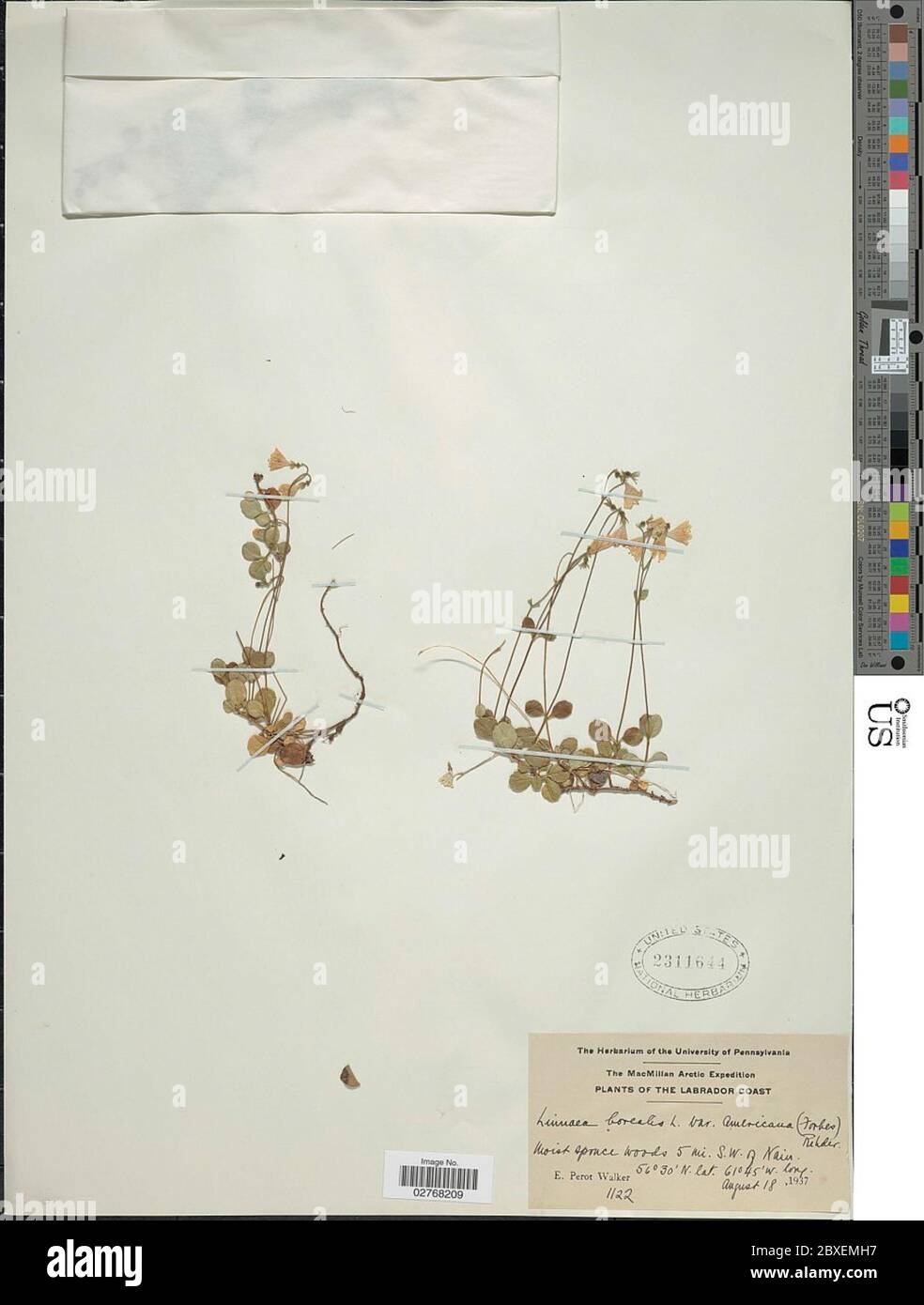 Linnaea borealis l hi-res stock photography and images - Alamy