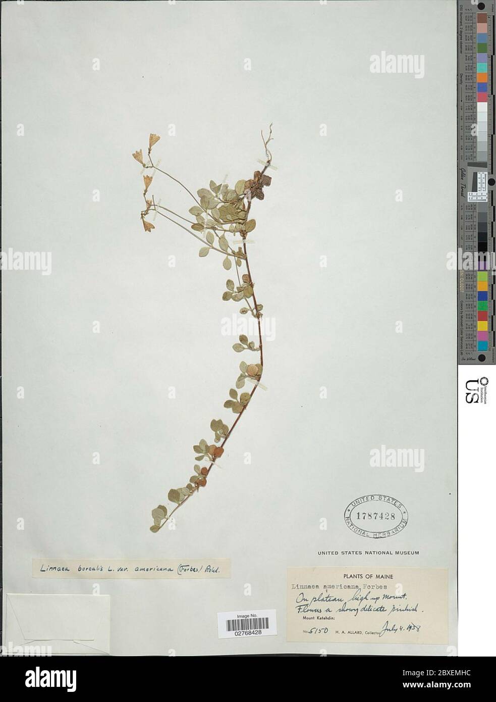 Linnaea borealis l hi-res stock photography and images - Alamy