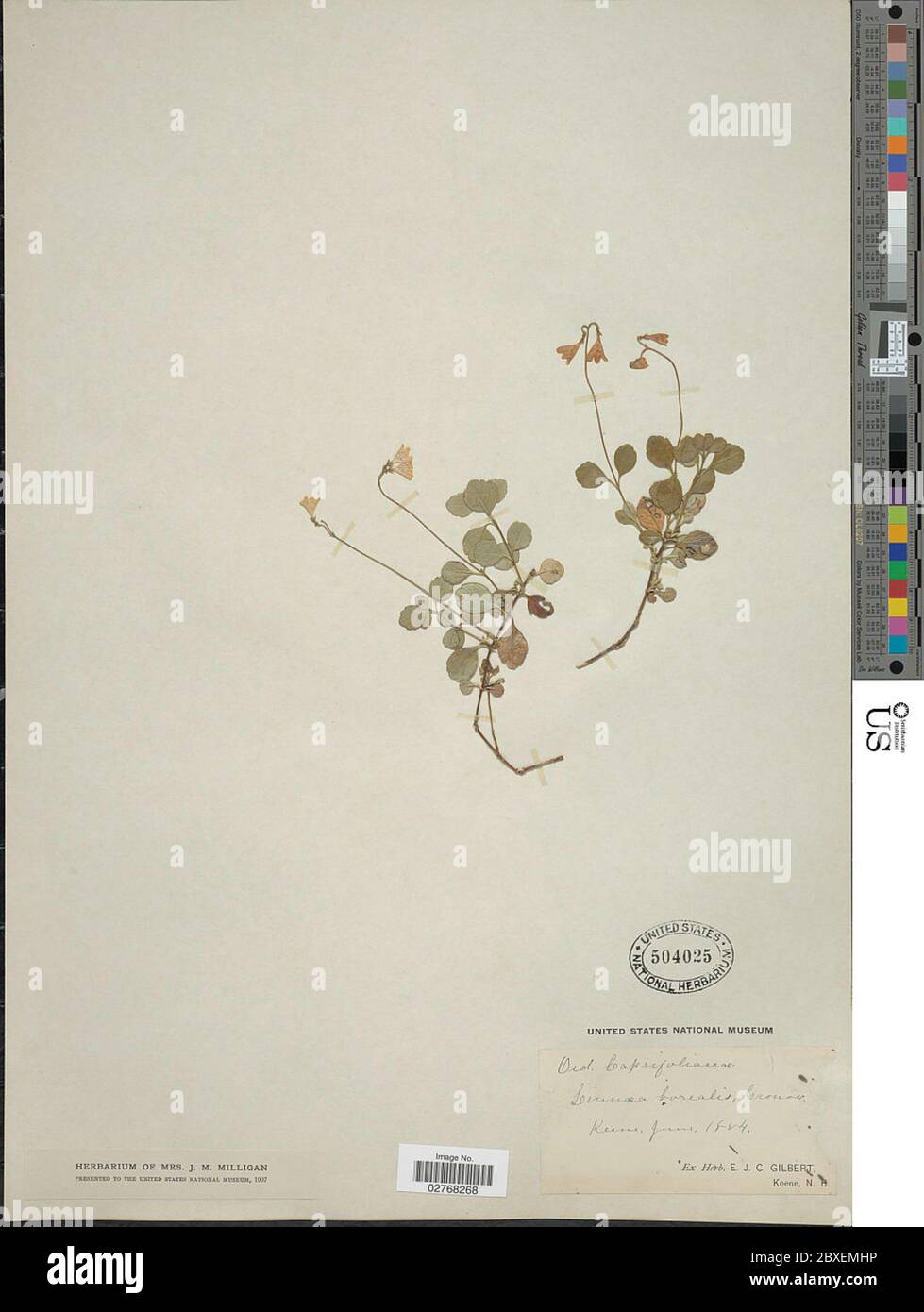 Linnaea borealis l hi-res stock photography and images - Alamy