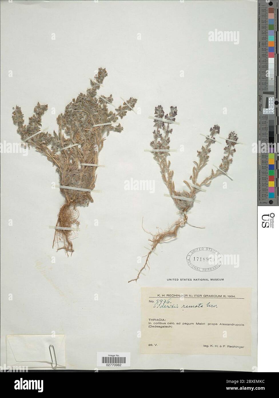 Sideritis remota dUrv Sideritis remota dUrv Stock Photo - Alamy