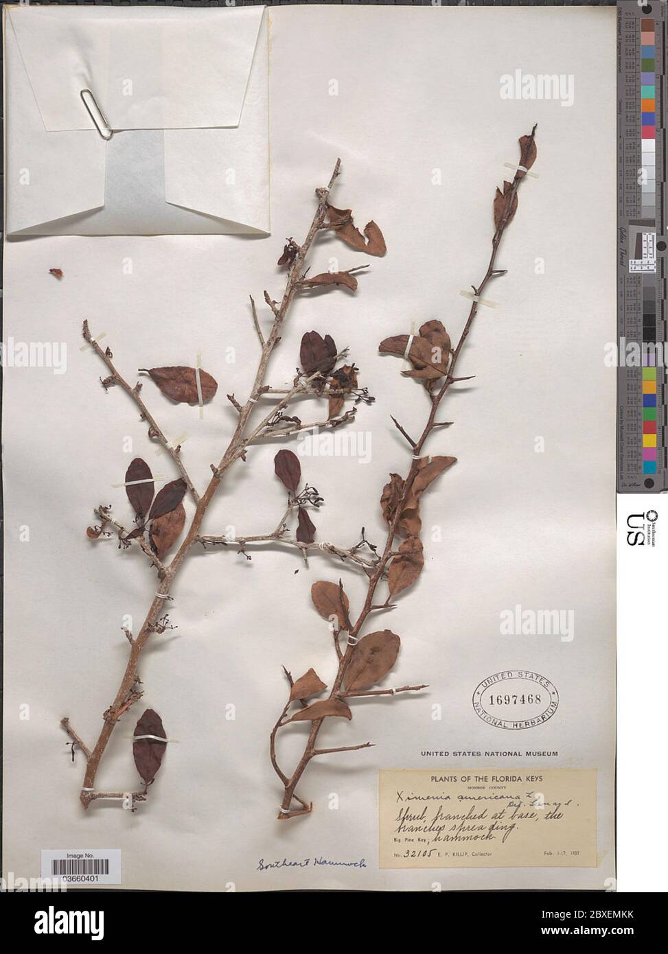Ximenia americana hi-res stock photography and images - Alamy