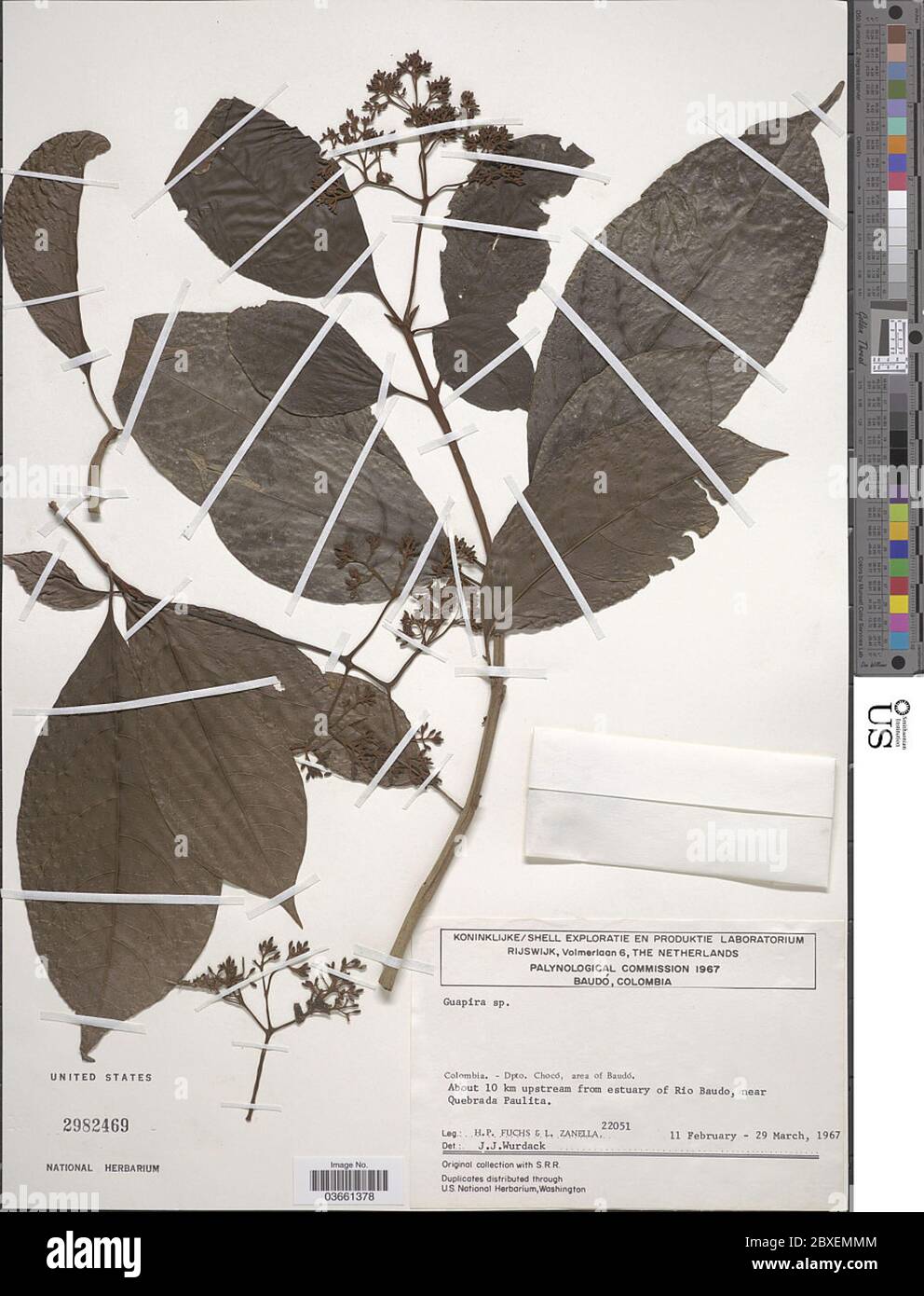 Guapira hi-res stock photography and images - Alamy