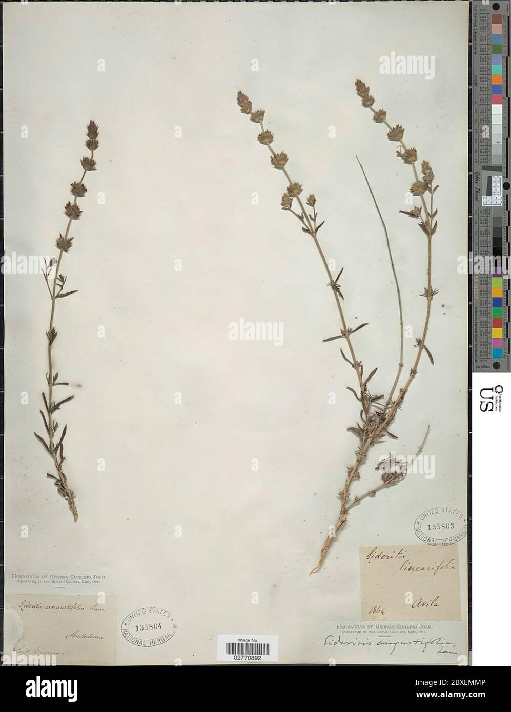 Sideritis angustifolia hi-res stock photography and images - Alamy