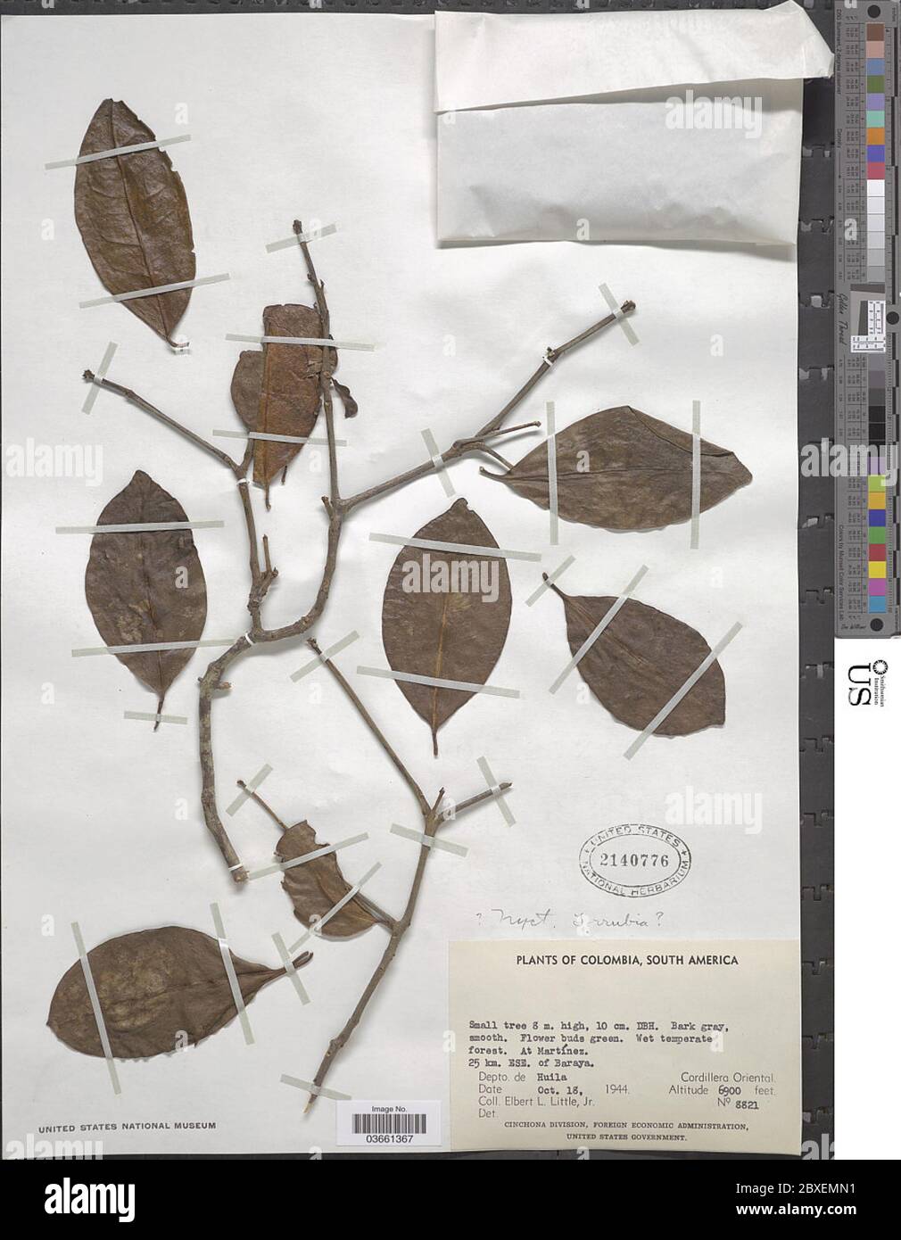 Guapira hi-res stock photography and images - Alamy