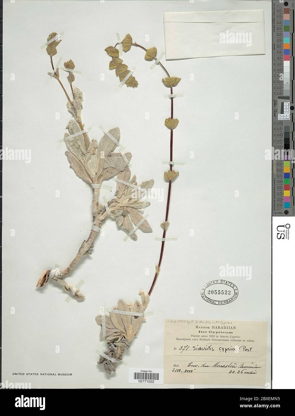 Cypria hi-res stock photography and images - Alamy