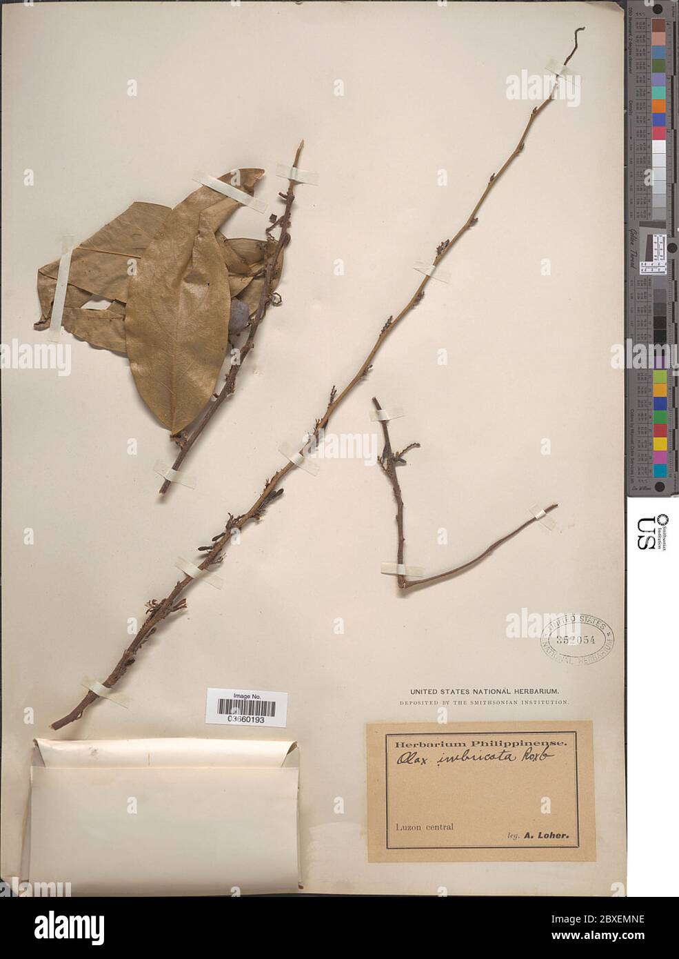 Olax hi-res stock photography and images - Alamy