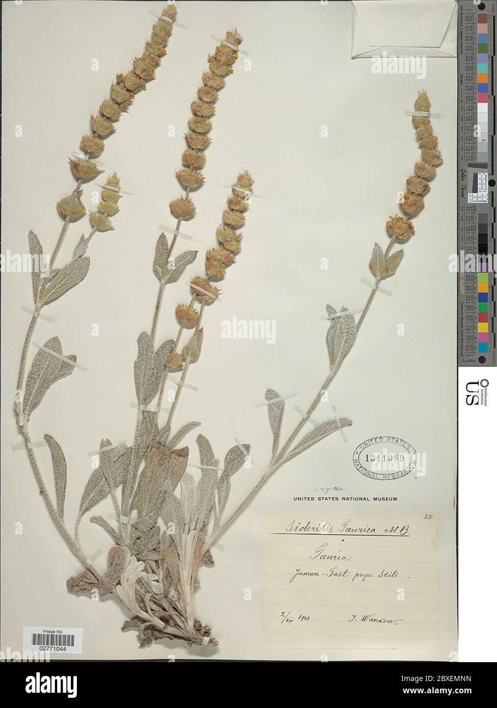 Sideritis plant greek mountain hi-res stock photography and images - Alamy