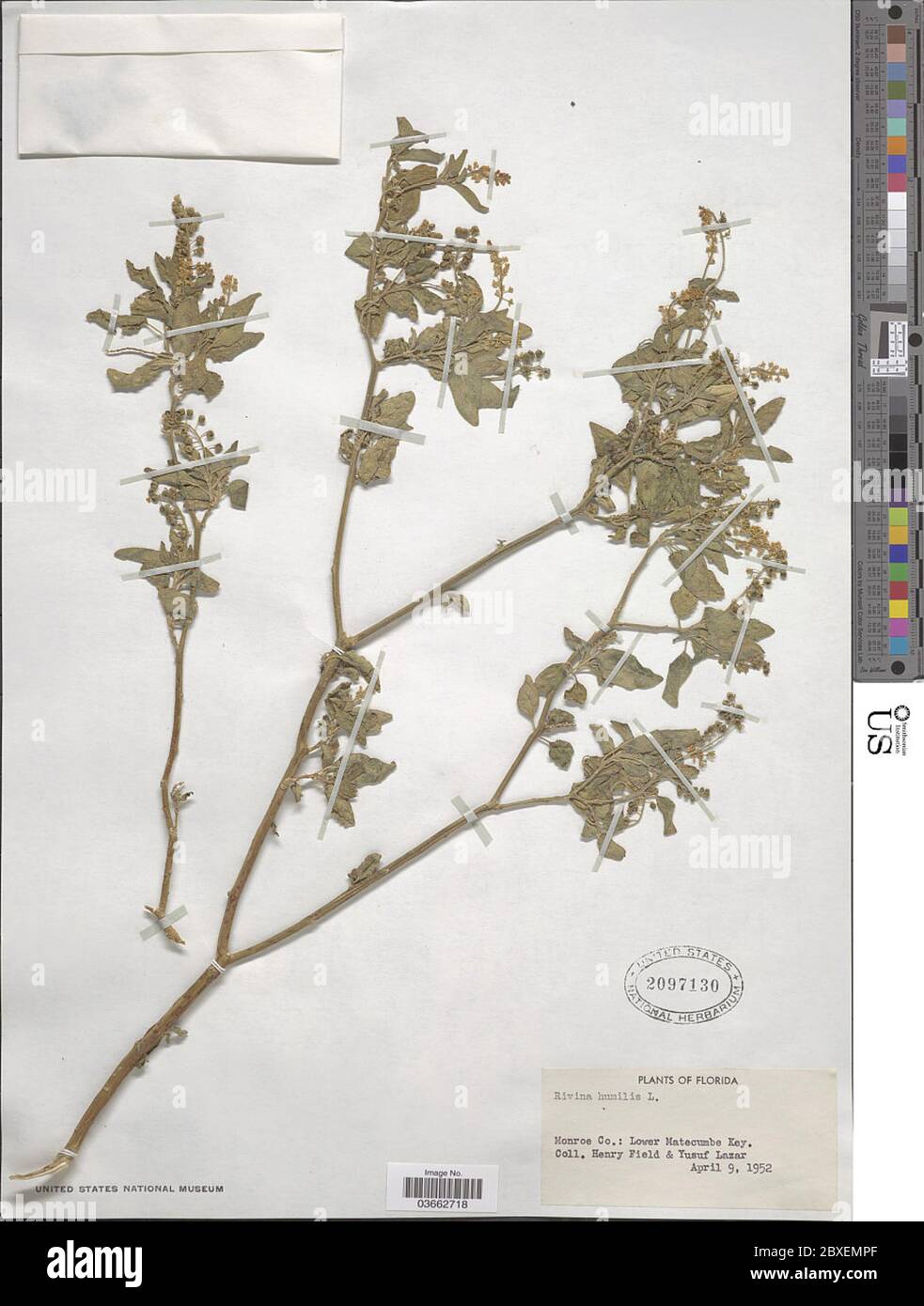 Rivina humilis L Rivina humilis L Stock Photo - Alamy