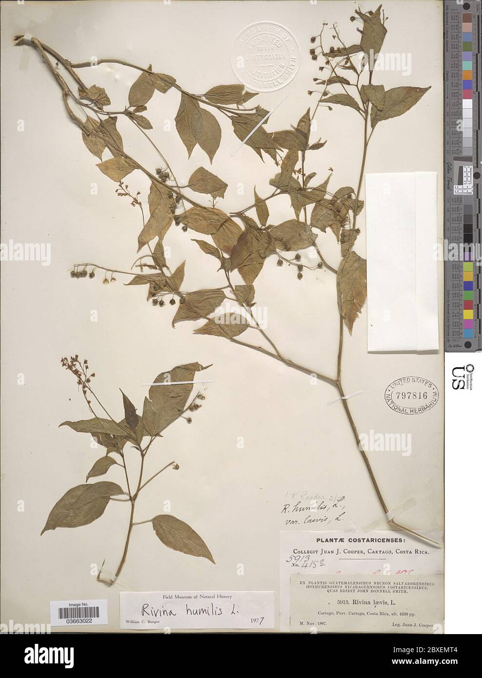 Rivina Humilis High Resolution Stock Photography and Images - Alamy