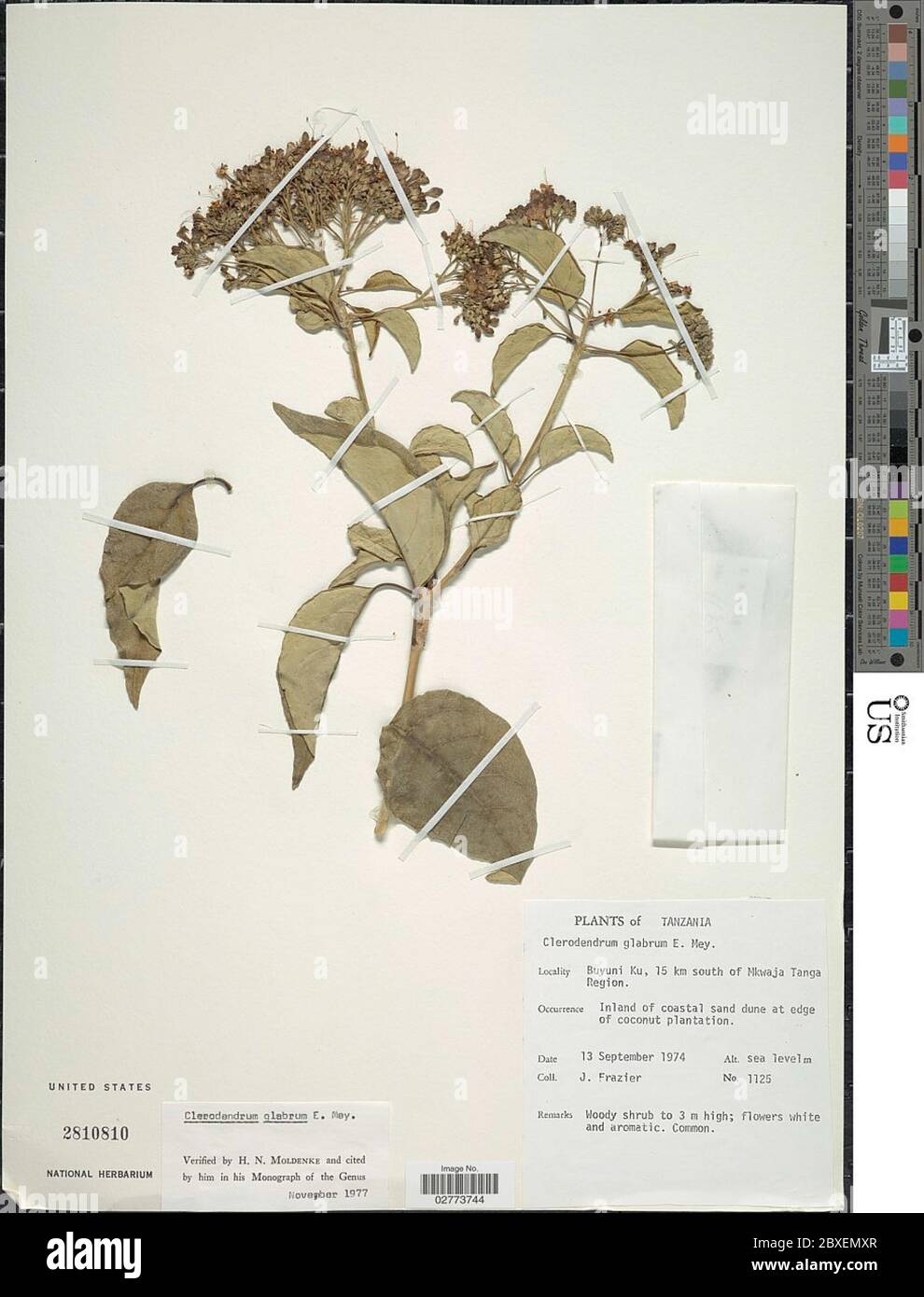 Clerodendrum glabrum E Mey Clerodendrum glabrum E Mey Stock Photo - Alamy