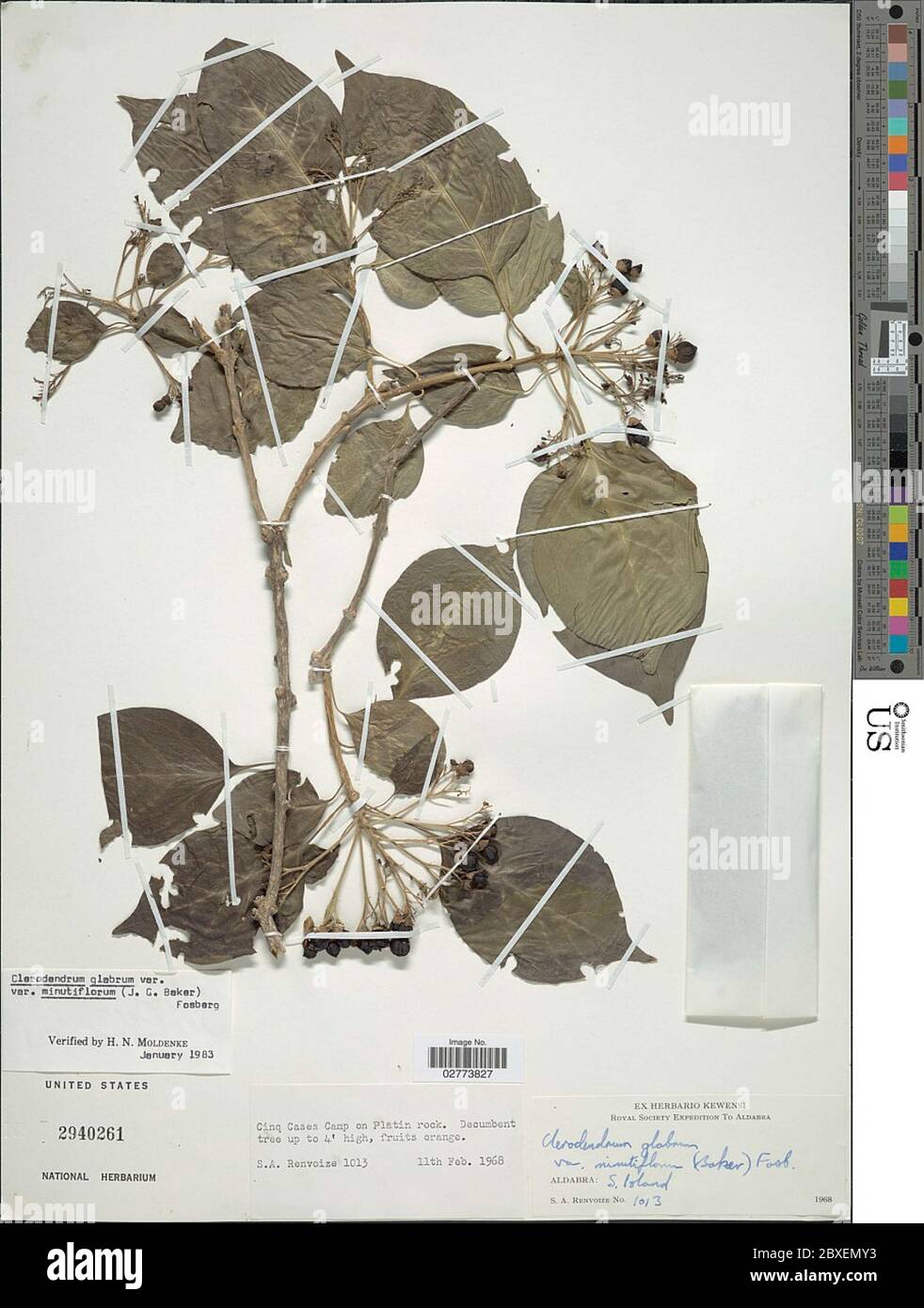 Clerodendrum glabrum var minutiflorum Baker Fosberg Clerodendrum ...