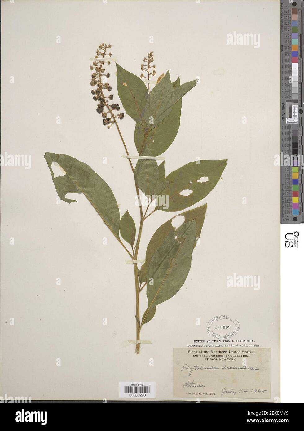 Phytolacca americana l hi-res stock photography and images - Alamy