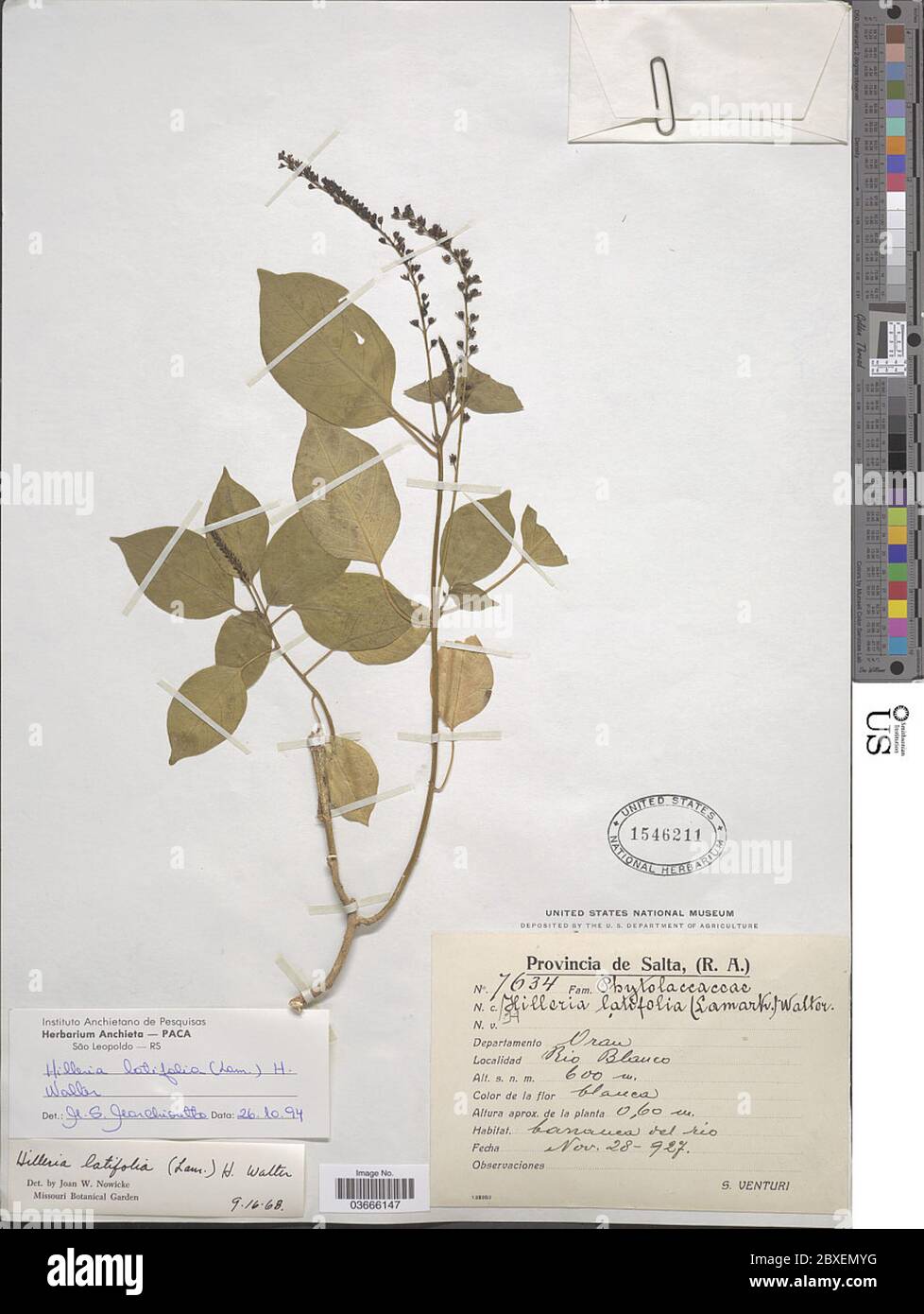 Hilleria latifolia Lam H Walter Hilleria latifolia Lam H Walter Stock ...